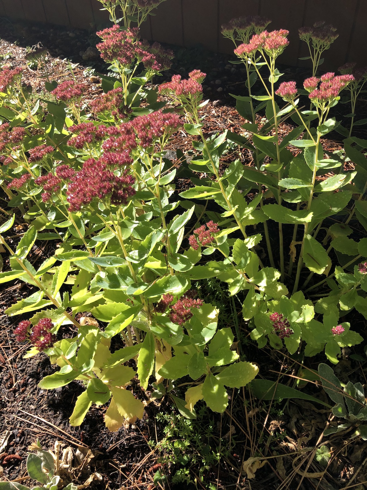 OLSON GARDENS V - AUTUMN COLOR IN A COUNTRY GARDEN FEATURING FLOWERS ...