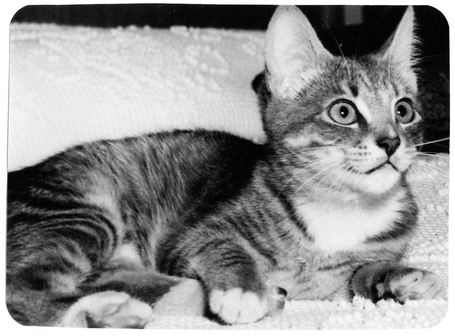 COZY CATS PART III - SOULFUL CATS