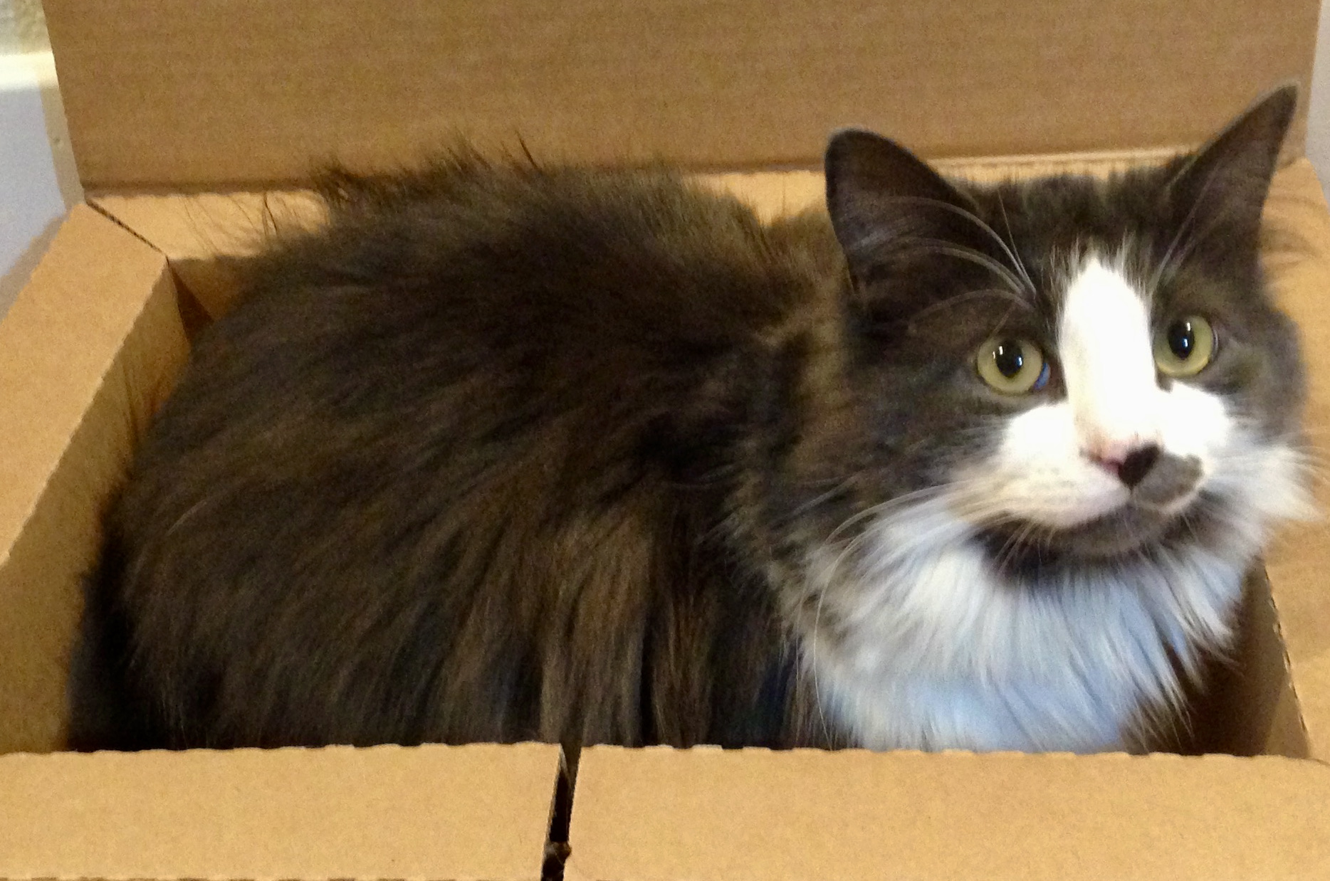 COZY CATS PART III - SOULFUL CATS