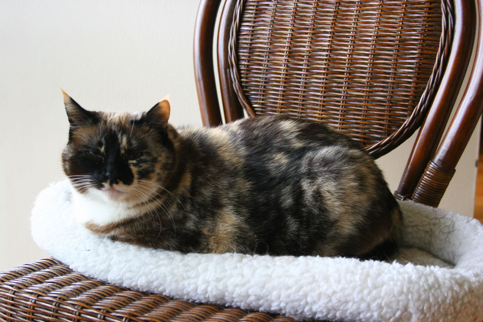 COZY CATS PART III - SOULFUL CATS