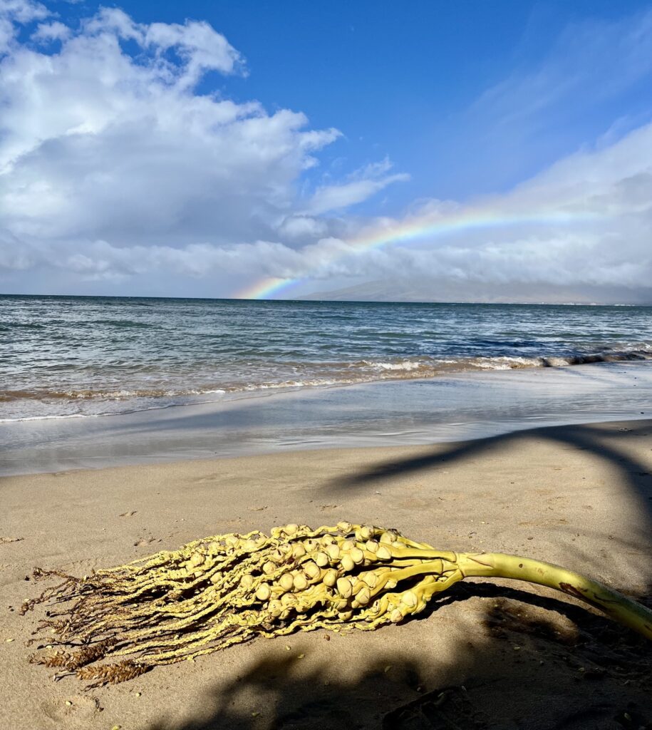 TONI OLSON - PHOTOGRAPHER -"MAUI BEACH SCENES"