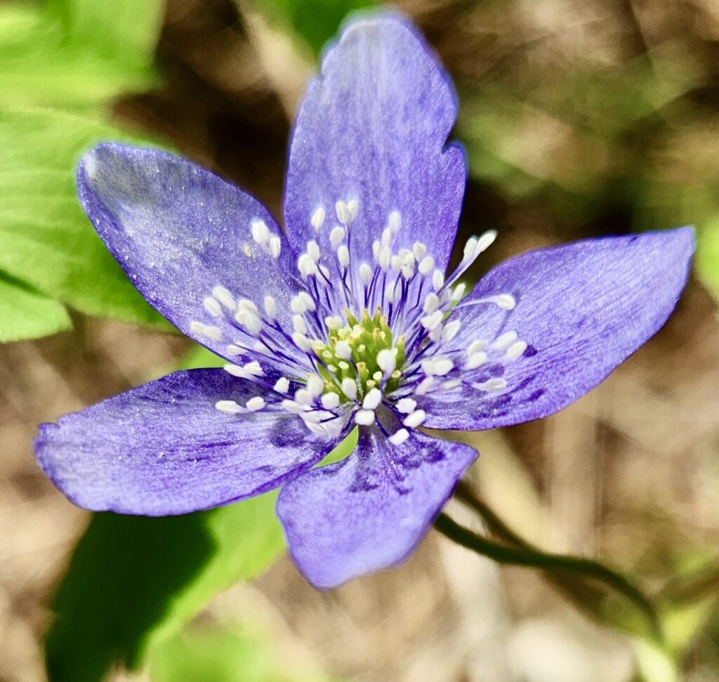 SPRING IN THE CASCADE FOOTHILLS - Photographers Maureen mitchell & Toni ...