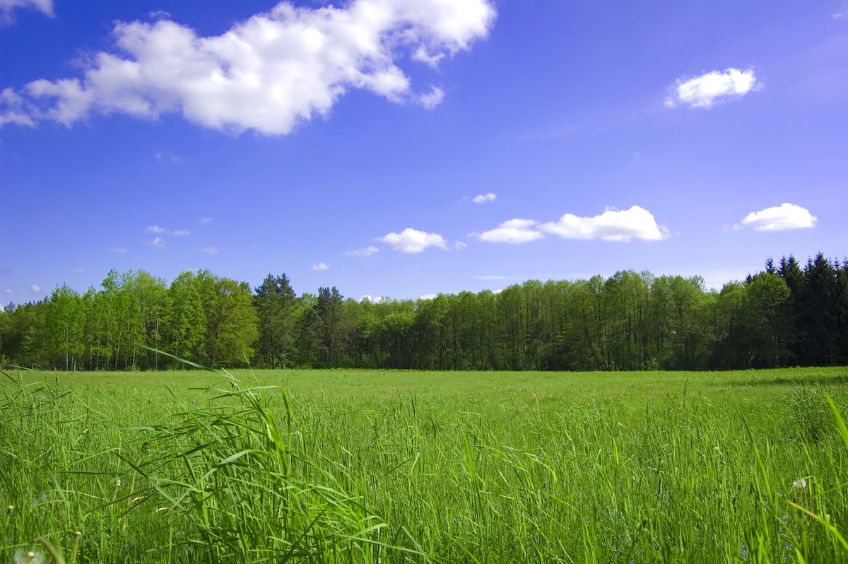 "ODE TO MARY OLIVER" POEM BY NAN HARTY